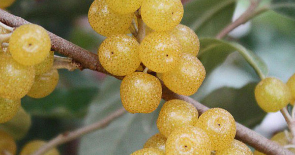 Ölweide (elaeagnus umbellata) POINTILLA FORTUNELLA