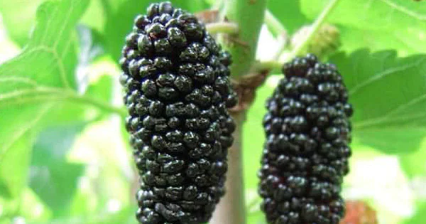 Mulberry (Morus nigra) SHELLI - Morus nigra